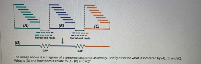 Solved MIT W (A) (B) (C) Paired-end reads Paired-end reads | Chegg.com