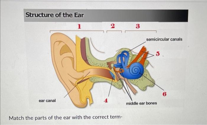 Solved Structure of the Ear Match the parts of the ear with | Chegg.com