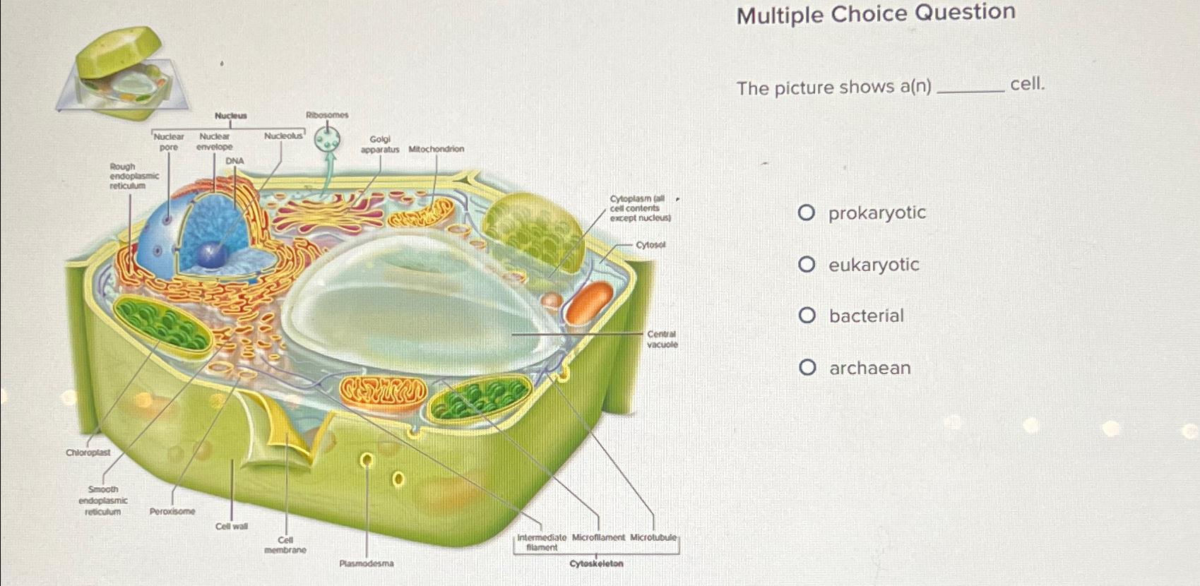 Solved Multiple Choice QuestionThe picture shows a(n) | Chegg.com