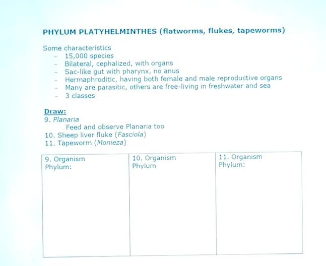 Solved PHYLUM PLATYHELMINTHES (flatworms, flukes, tapeworms) | Chegg.com