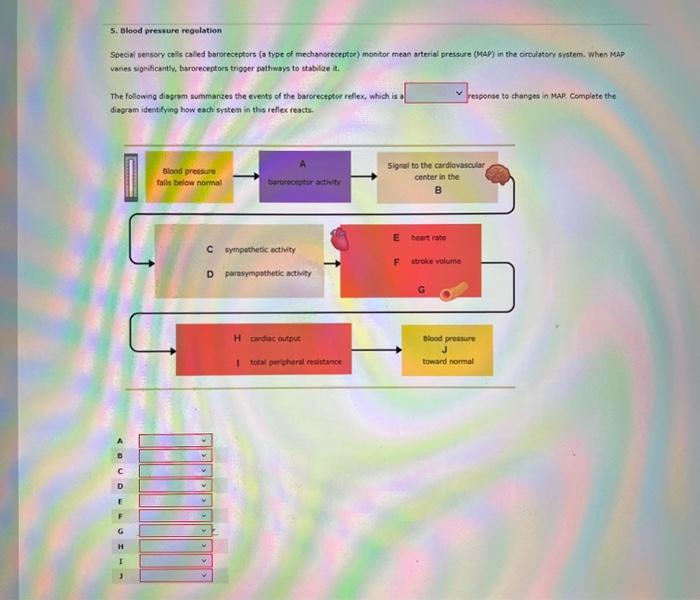 Solved 5. Blood pressure regelation Special sensory cells | Chegg.com