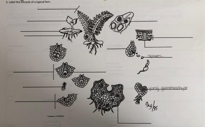 3. Label the lirecycle of a typical fern. Sporophyll | Chegg.com
