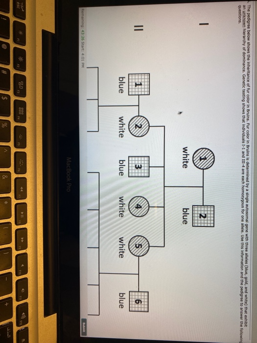 Solved The pedigree below shows the inheritance of fur color | Chegg.com