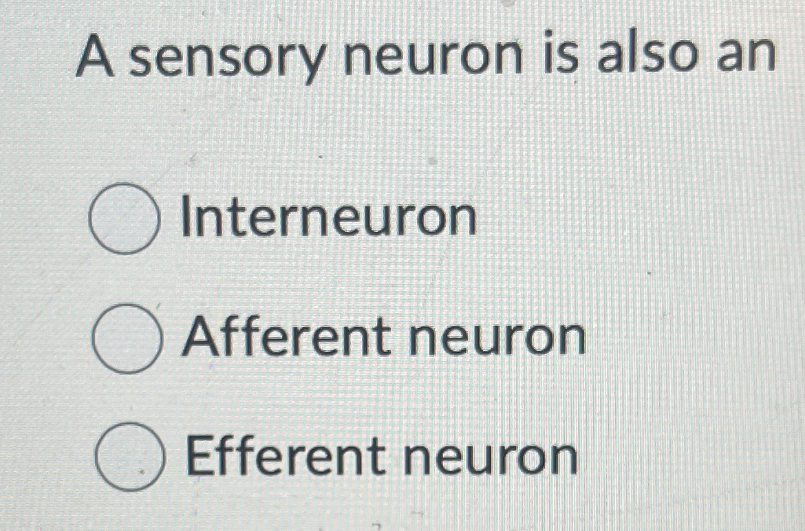Solved A sensory neuron is also anInterneuronAfferent | Chegg.com