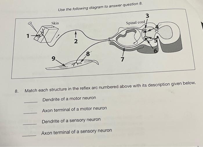 Solved Dendrite Of A Motor Neuron Axon Terminal Of A Motor