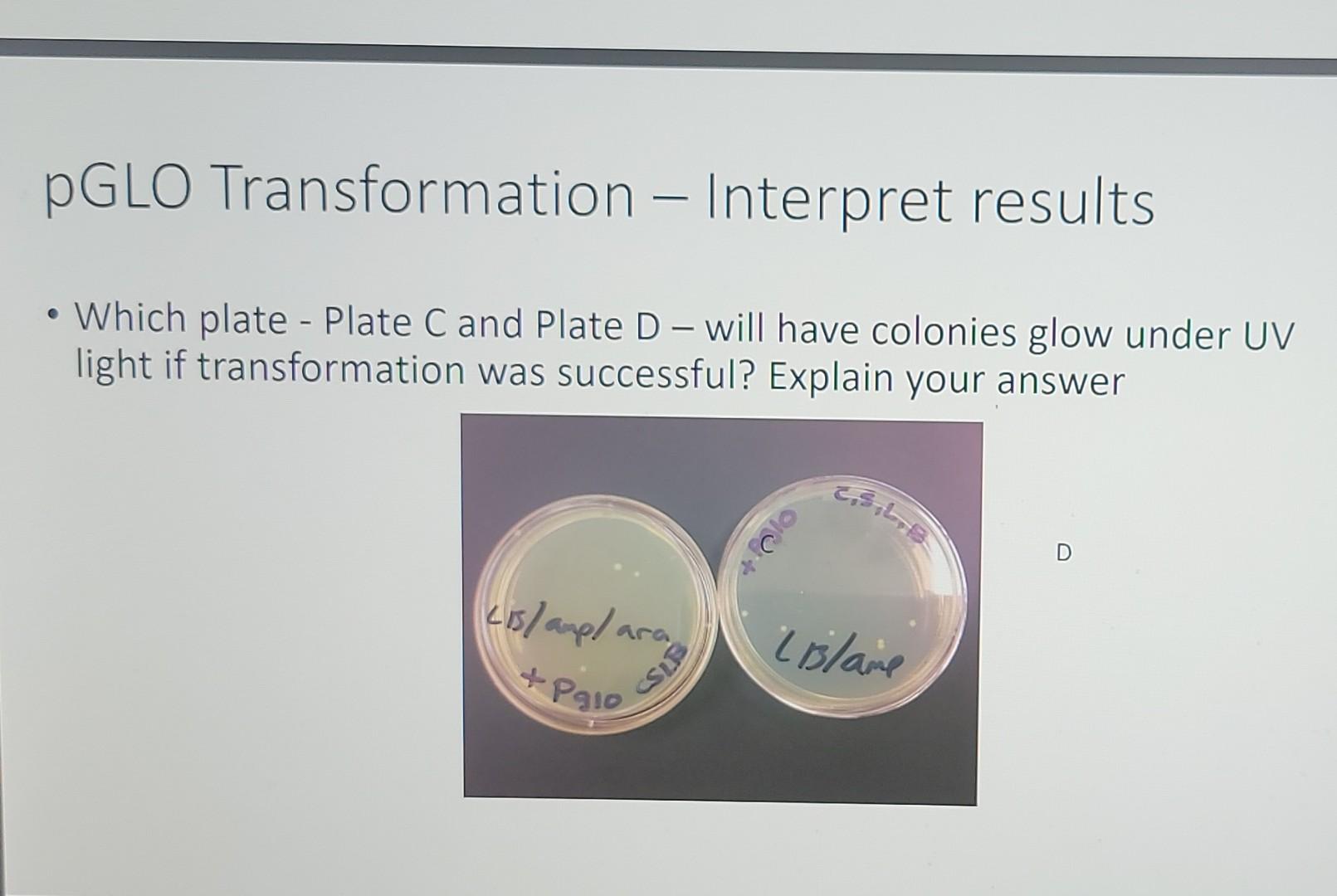 Solved PGLO Transformation - Interpret results Which plate - | Chegg.com