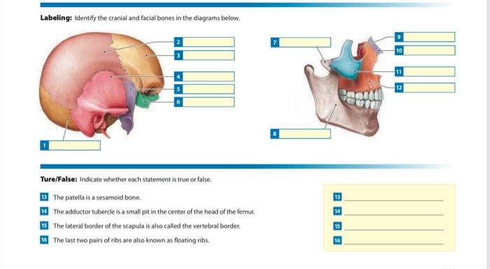Labeling: Identify the cranial and facial bones in | Chegg.com