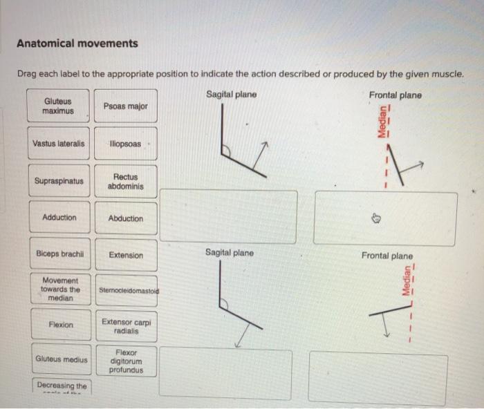 Solved Anatomical movements Drag each label to the | Chegg.com