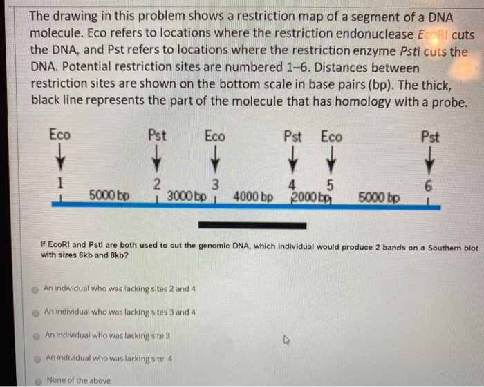 Solved The drawing in this problem shows a restriction map | Chegg.com