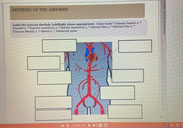 Solved ARTERIES OF THE ABDOMEN Chapter 20 Lab Homework Label | Chegg.com