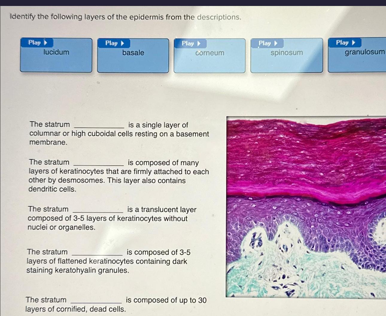 Solved Identify the following layers of the epidermis from | Chegg.com