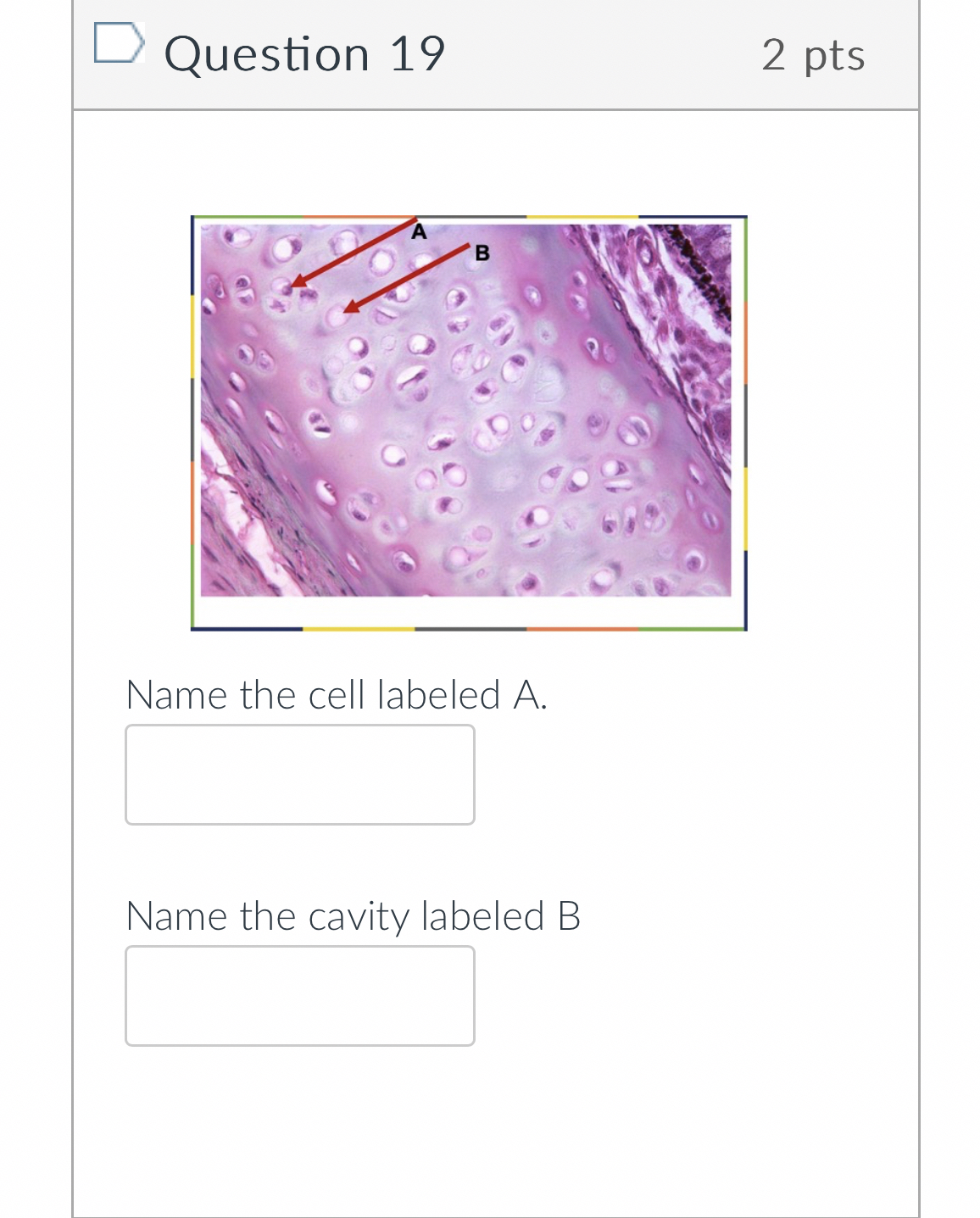 Solved Question 192 ﻿ptsName the cell labeled A.Name the | Chegg.com