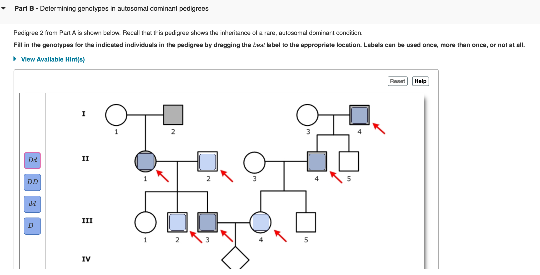 Part B - ﻿Determining genotypes in autosomal dominant | Chegg.com