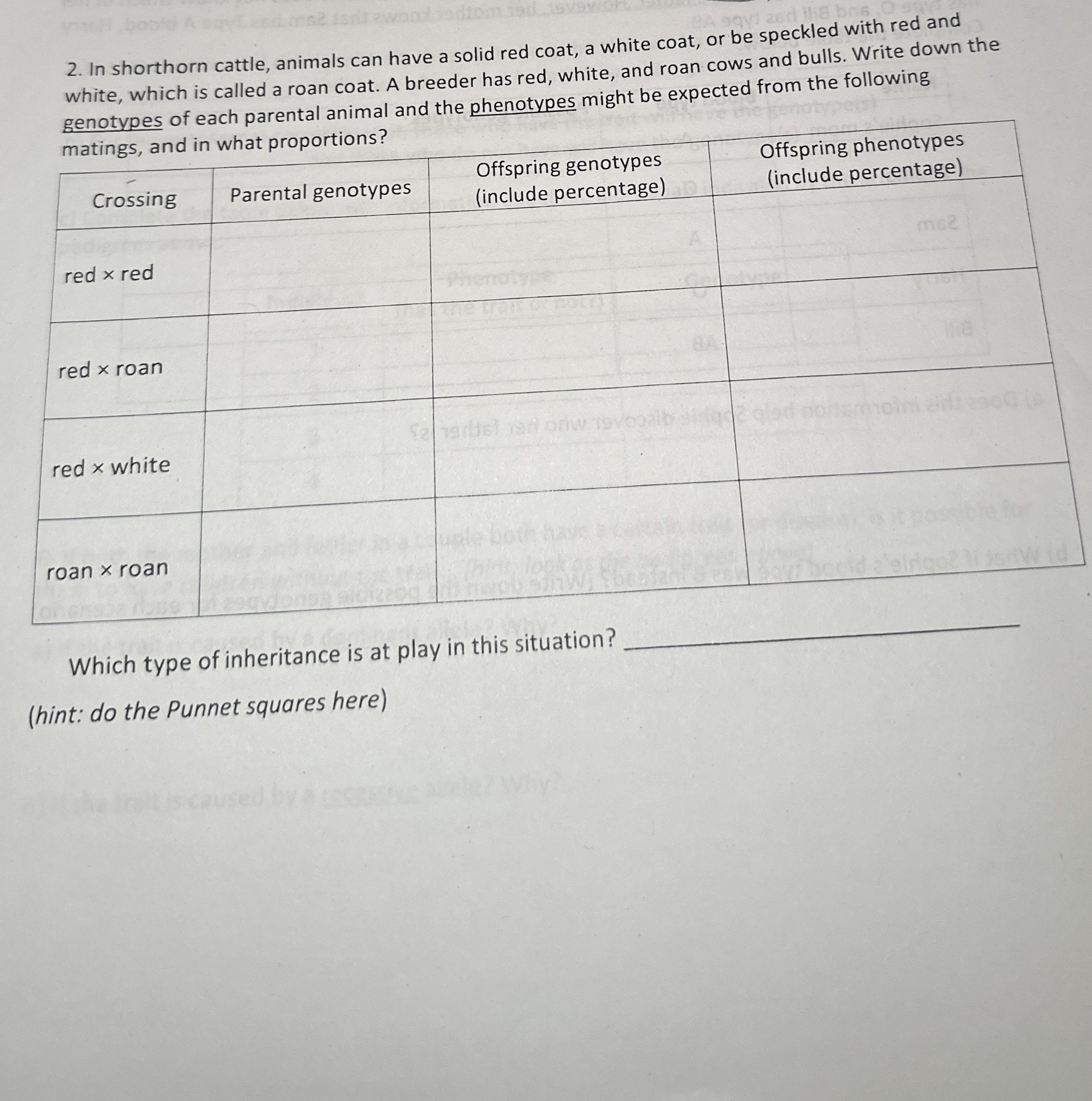 Solved In shorthorn cattle, animals can have a solid red | Chegg.com