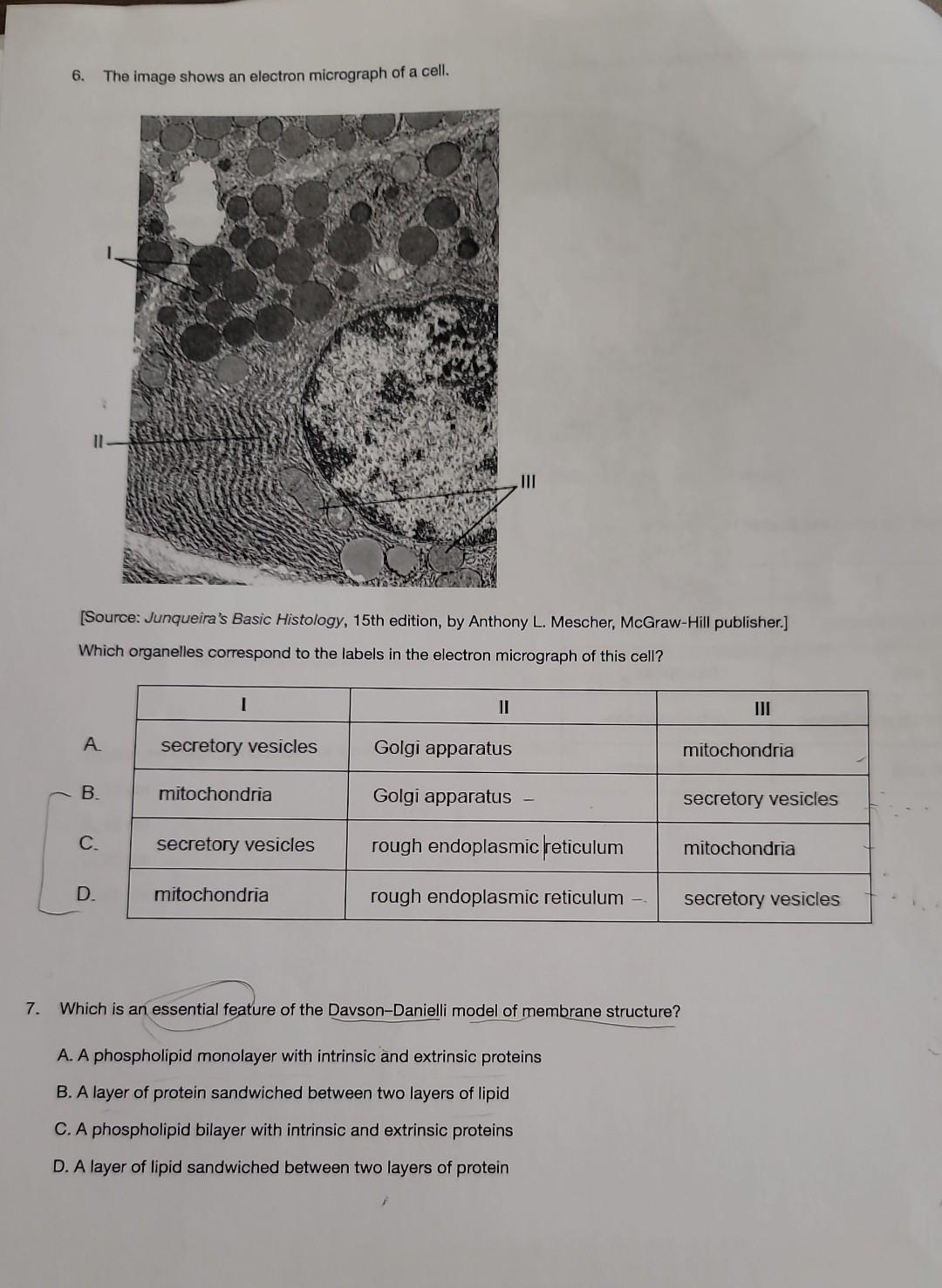 Solved 6. The image shows an electron micrograph of a cell. | Chegg.com