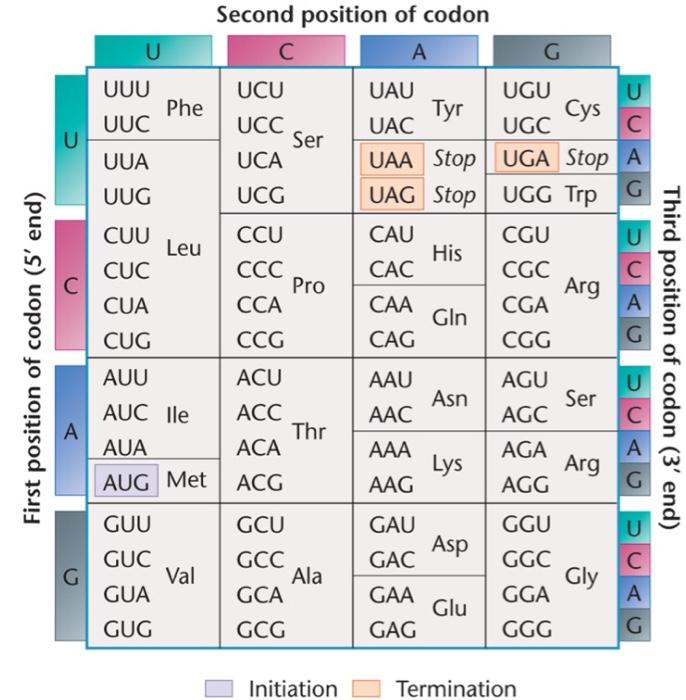 Solved Use the translation table provided below to translate | Chegg.com