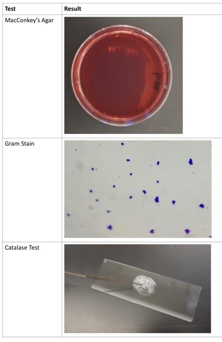 Solved how would you identify this bacteria | Chegg.com