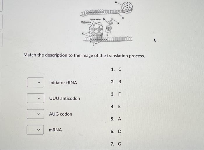 Solved V v Initiator tRNA UUU anticodon AUG codon MIATQUE | Chegg.com