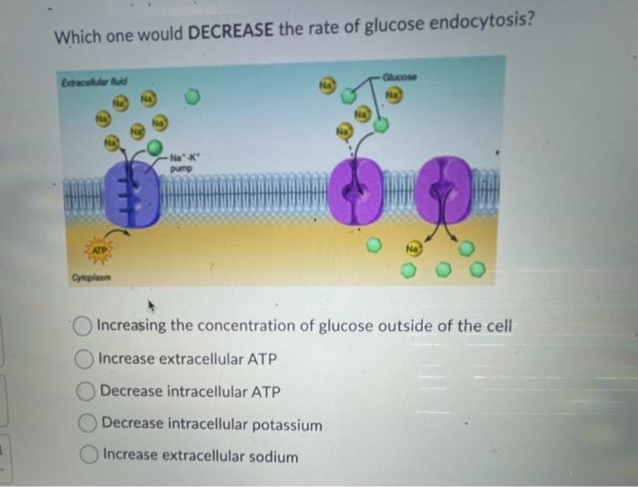 Solved Which one would DECREASE the rate of glucose | Chegg.com