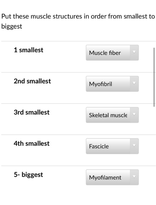 Solved Put These Muscle Structures In Order From Smallest To Chegg
