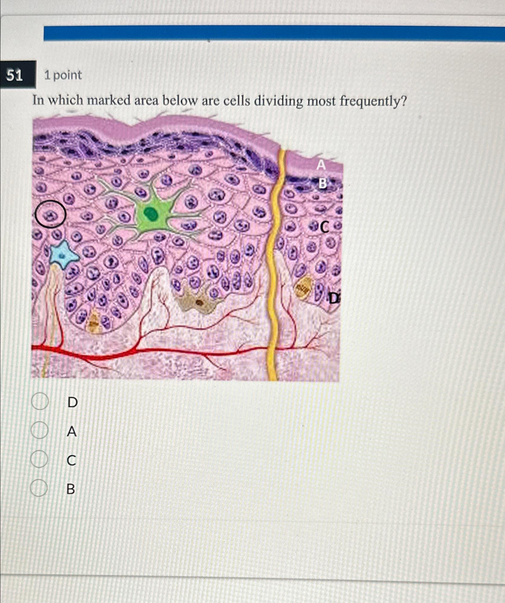 Solved 511 ﻿pointIn which marked area below are cells | Chegg.com