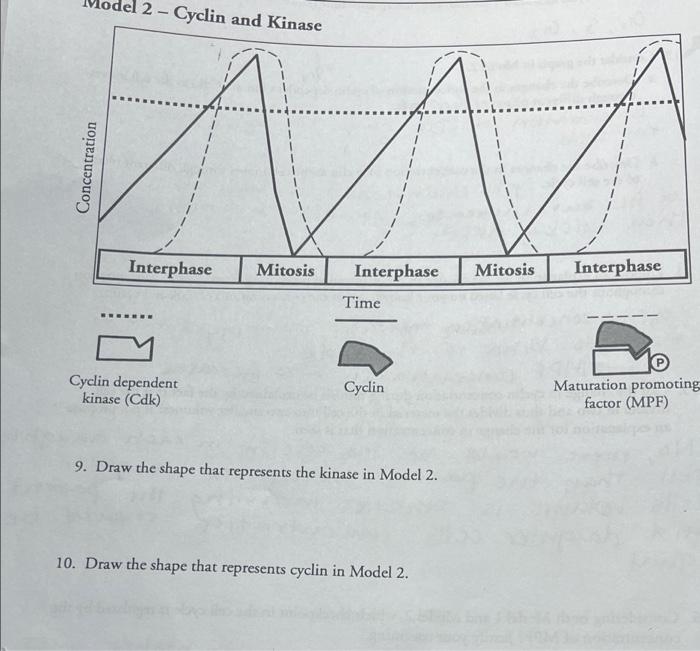 Solved 2 - Cyclin and Kinase Concentration Interphase | Chegg.com