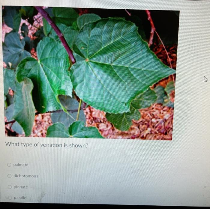 Solved What type of venation is shown? palmate O dichotomous | Chegg.com
