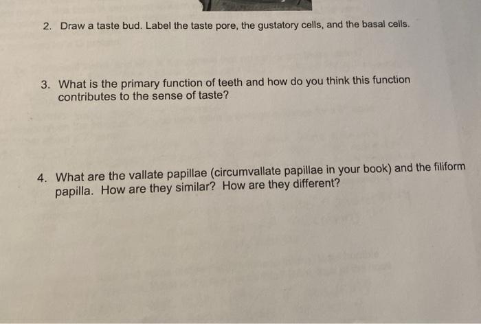 Solved 2. Draw a taste bud. Label the taste pore, the | Chegg.com