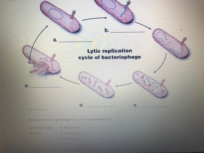 Solved What part of the bacteriophage lytic cycle is | Chegg.com