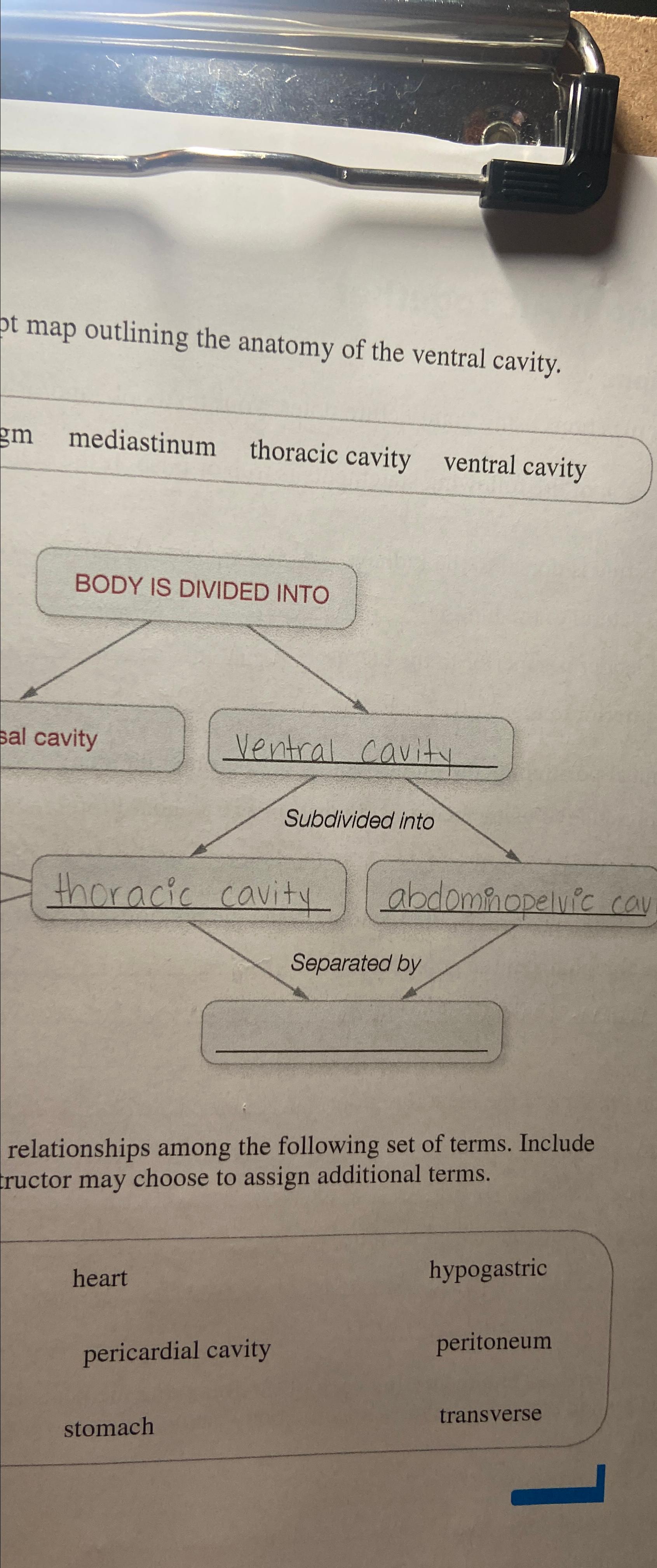 Solved map outlining the anatomy of the ventral cavity.BODY | Chegg.com