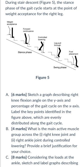 Solved During stair descent (Figure 5), the stance phase of | Chegg.com