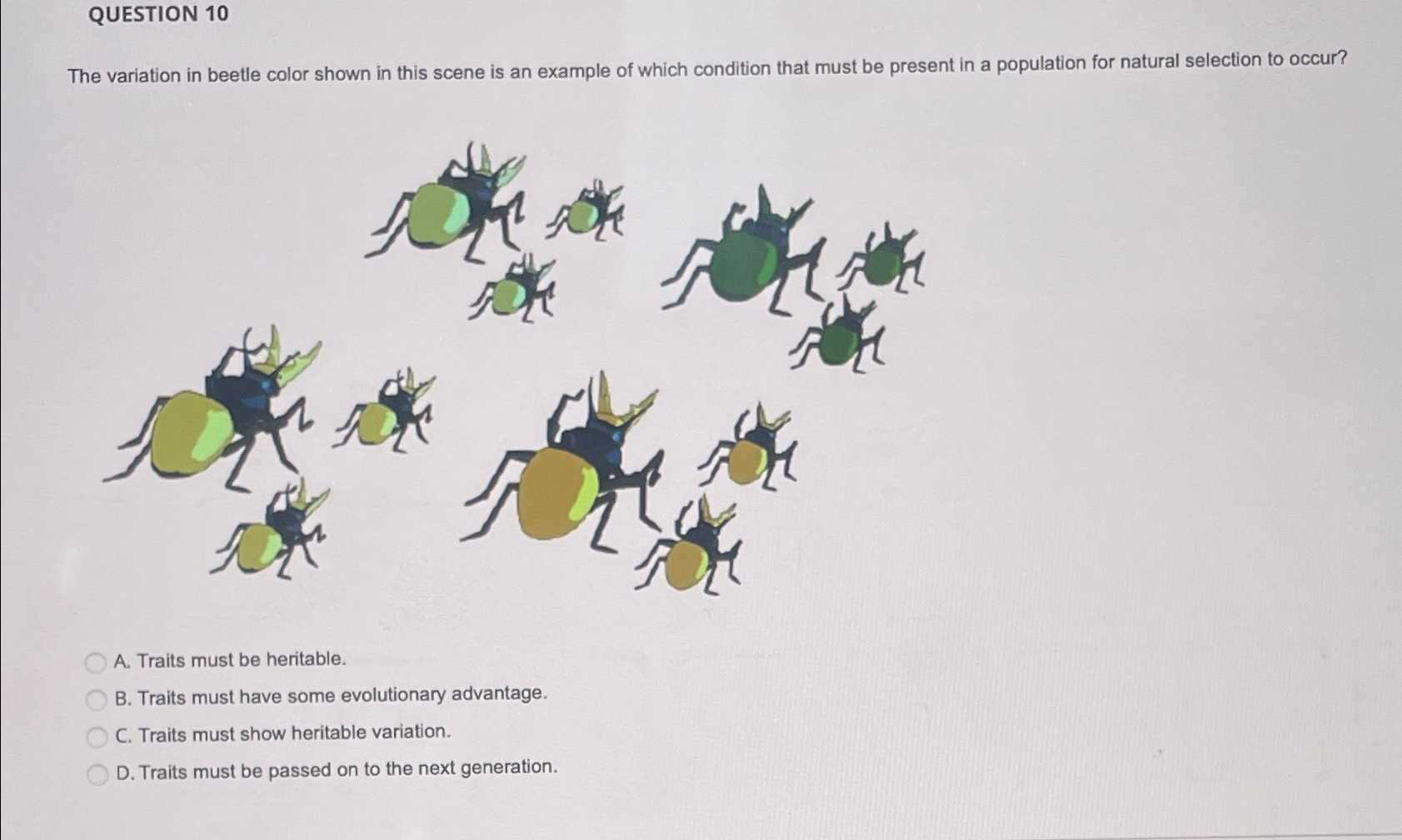 Solved QUESTION 10The variation in beetle color shown in | Chegg.com