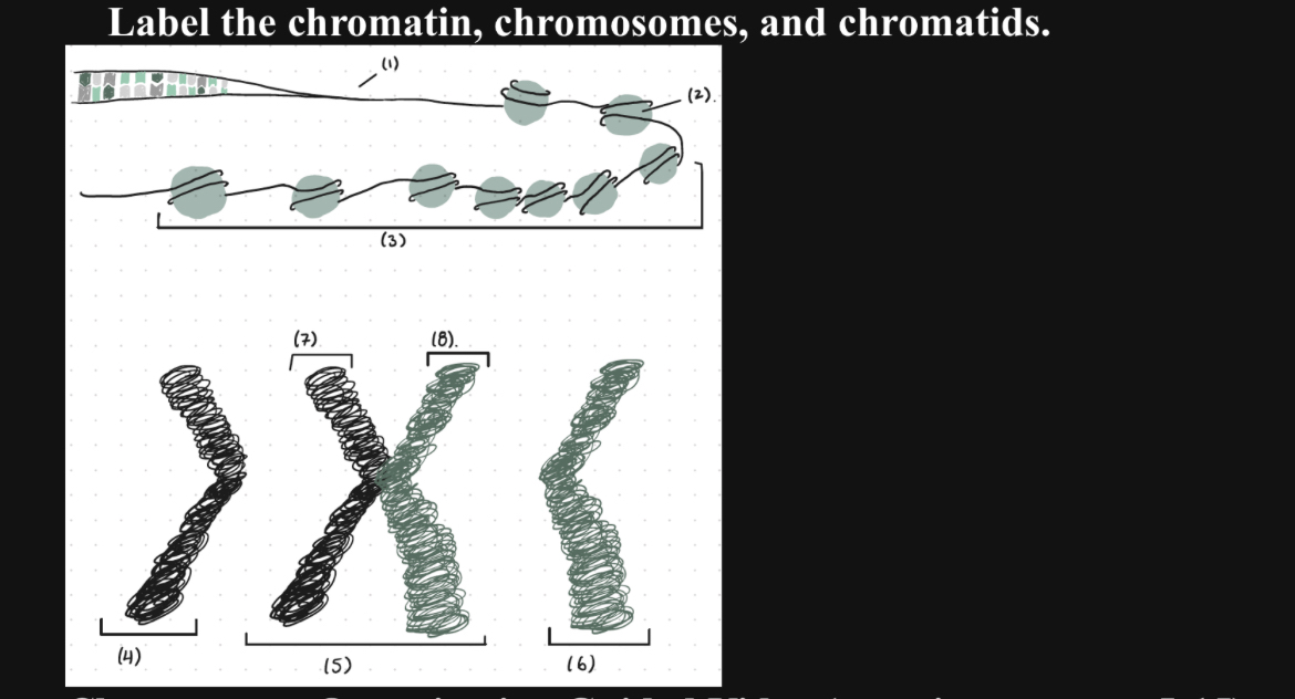 Solved Label the chromatin, chromosomes, and chromatids. | Chegg.com