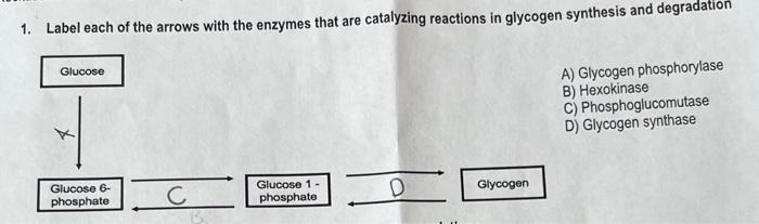Solved 1. Label each of the arrows with the enzymes that are | Chegg.com