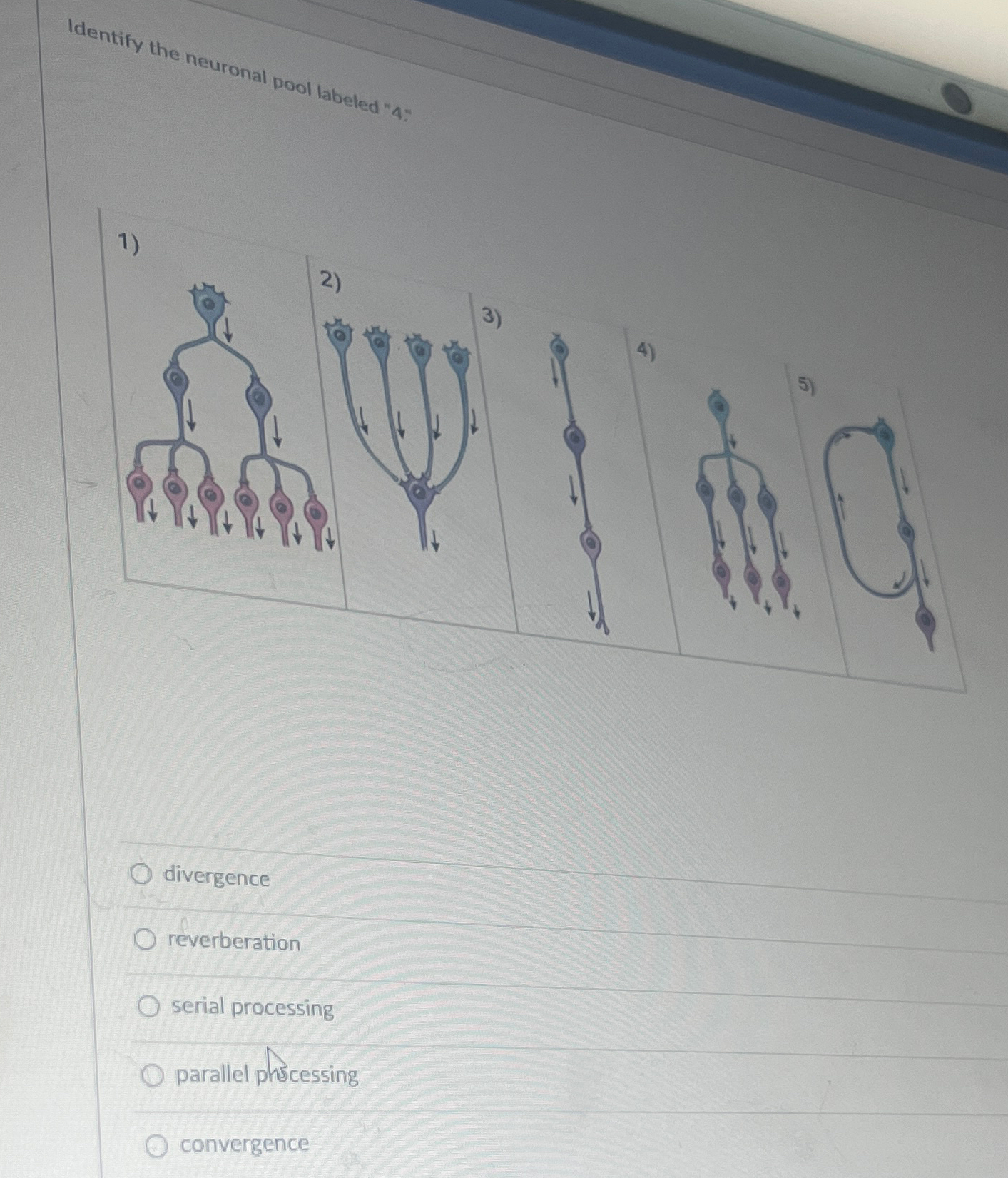 Solved Identify the neuronal pool labeled | Chegg.com
