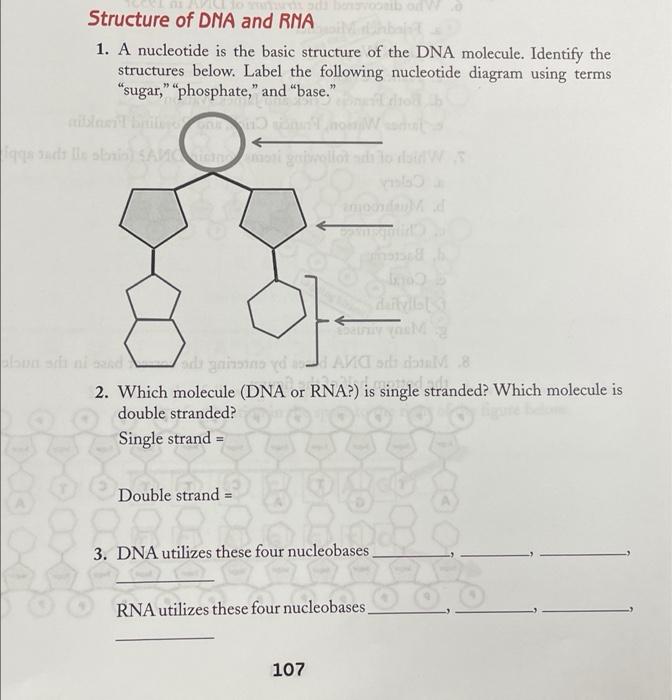 Solved Structure of DNA and RNA 1. A nucleotide is the basic | Chegg.com