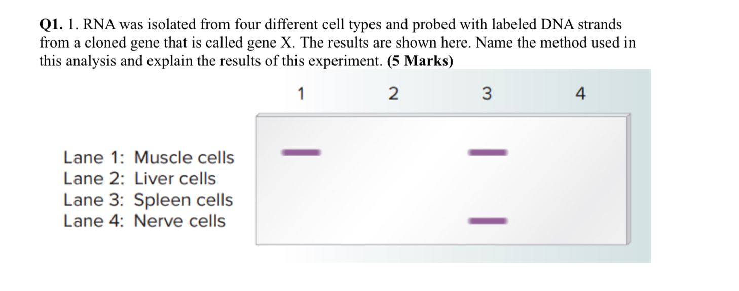 Solved Q1. 1. ﻿RNA was isolated from four different cell | Chegg.com