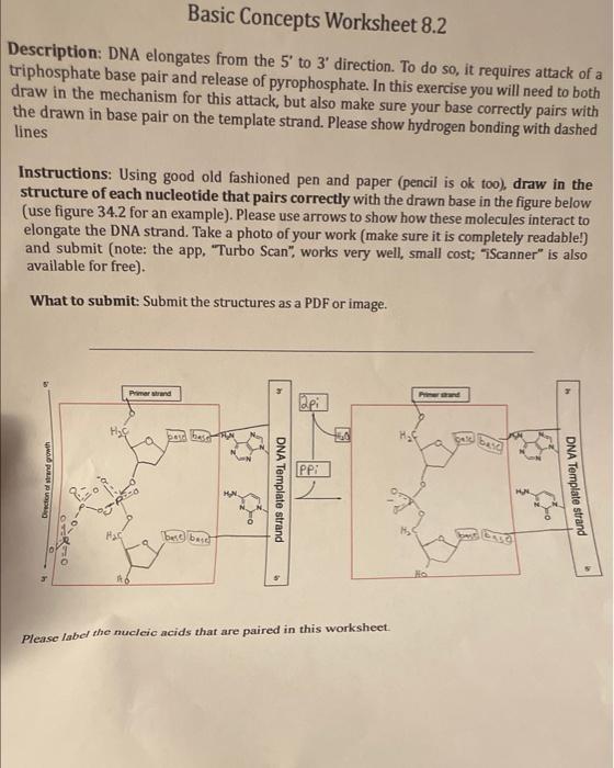 Basic Concepts Worksheet 8.2 Description: DNA | Chegg.com