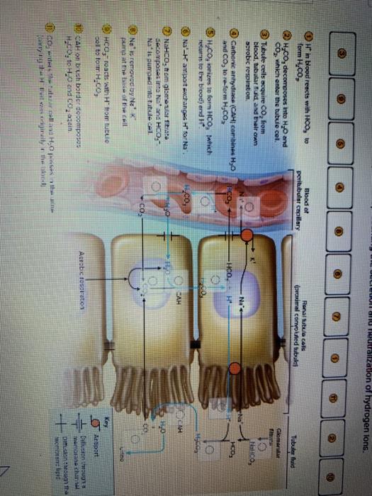 2 Correctly label the following sequence representing | Chegg.com