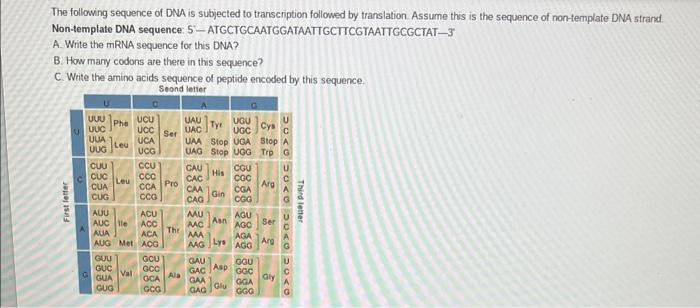 Solved The following sequence of DNA is subjected to | Chegg.com