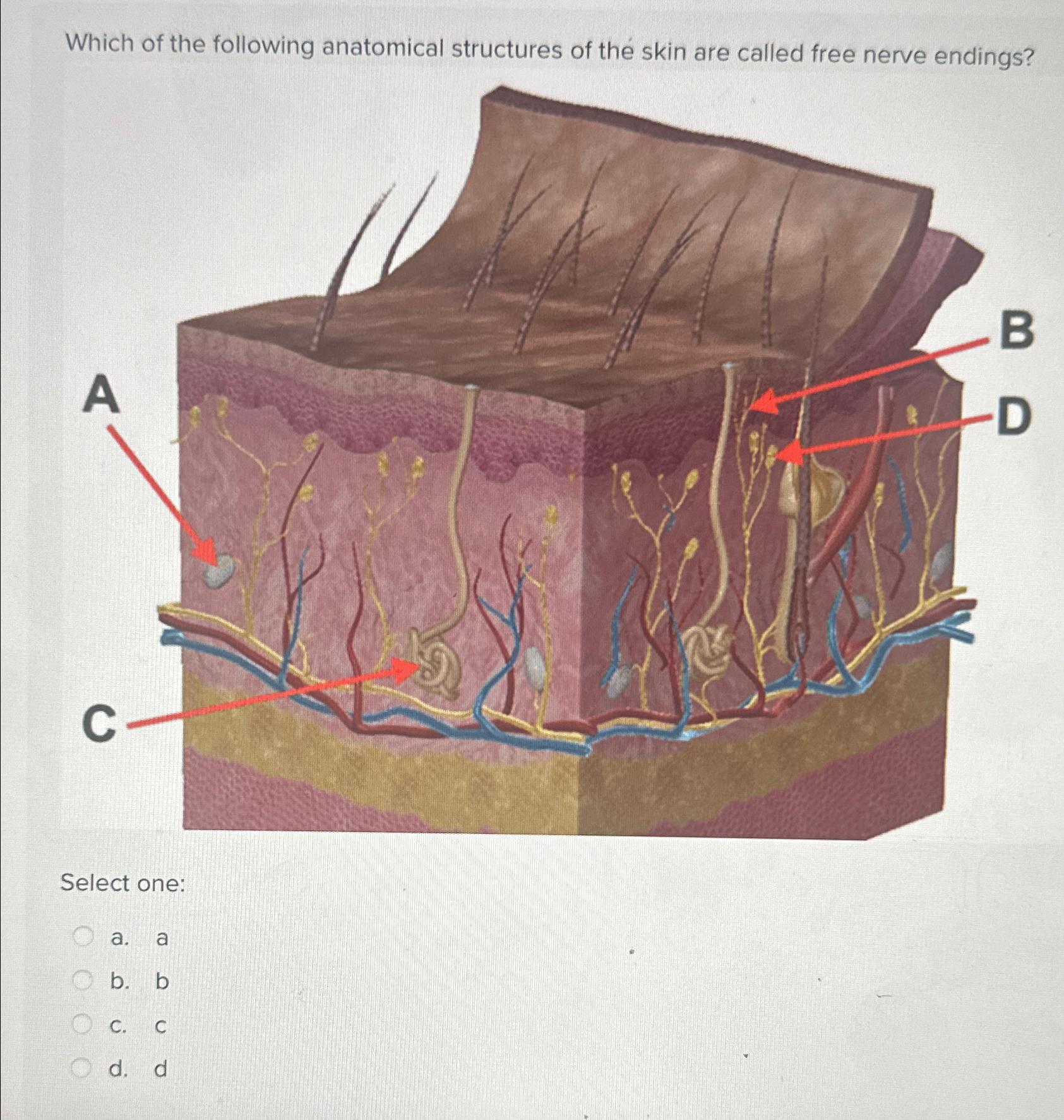 Solved Which of the following anatomical structures of the | Chegg.com