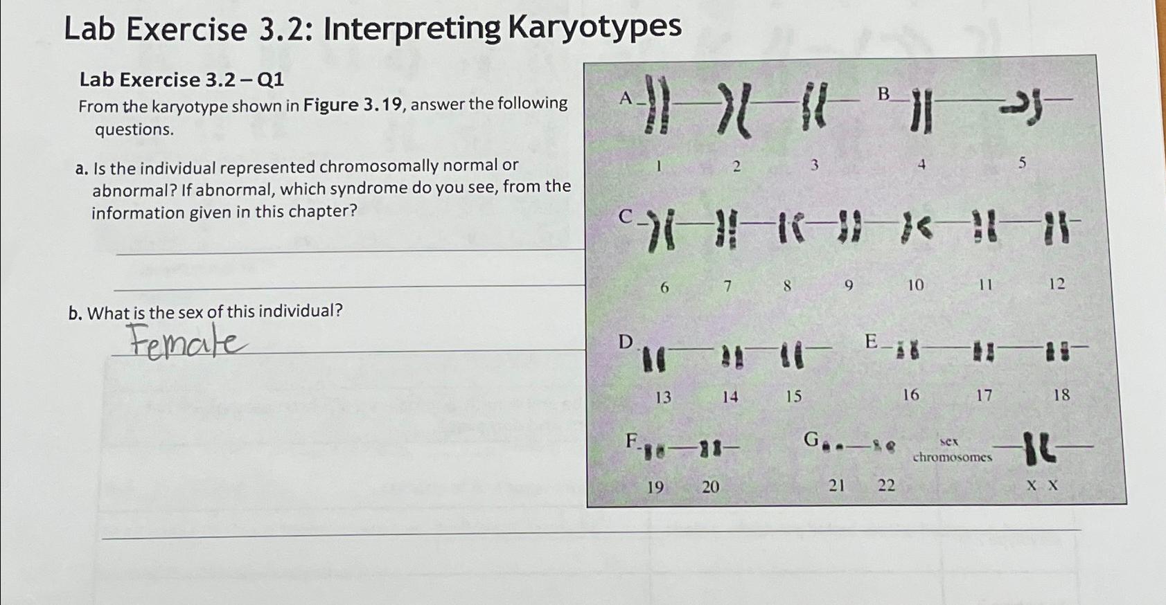 Solved Lab Exercise 3.2: Interpreting KaryotypesLab Exercise | Chegg.com