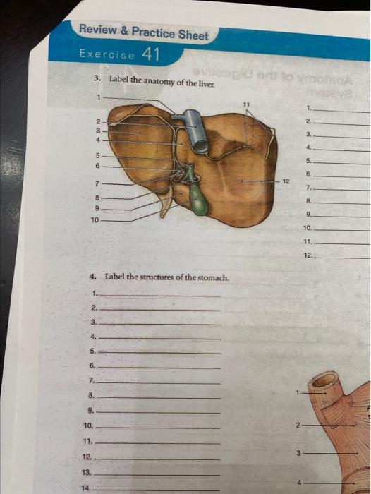 Solved Review & Practice Sheet Exercise 41 svetor do OSCA 3. | Chegg.com