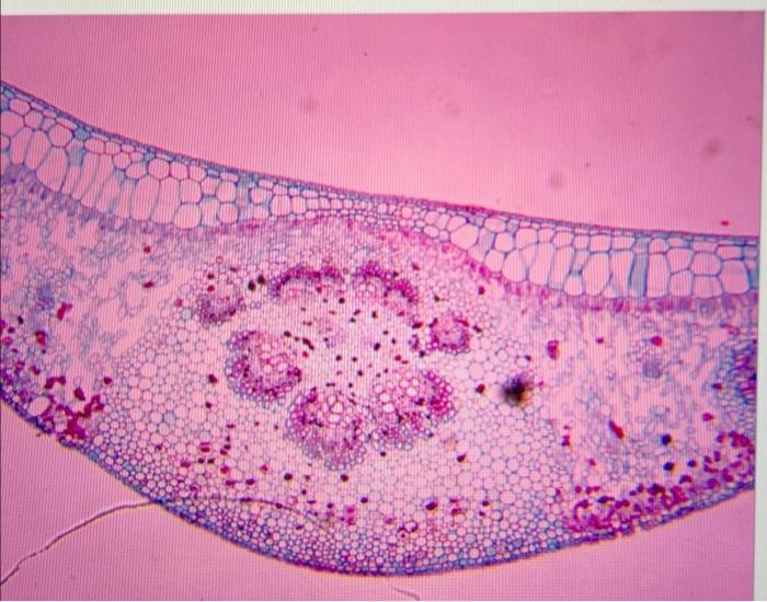 Solved • On each photo, label if it is a mesophyte, | Chegg.com