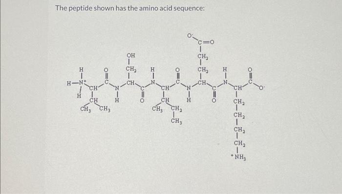 Solved The peptide shown has the amino acid sequence: H I | Chegg.com