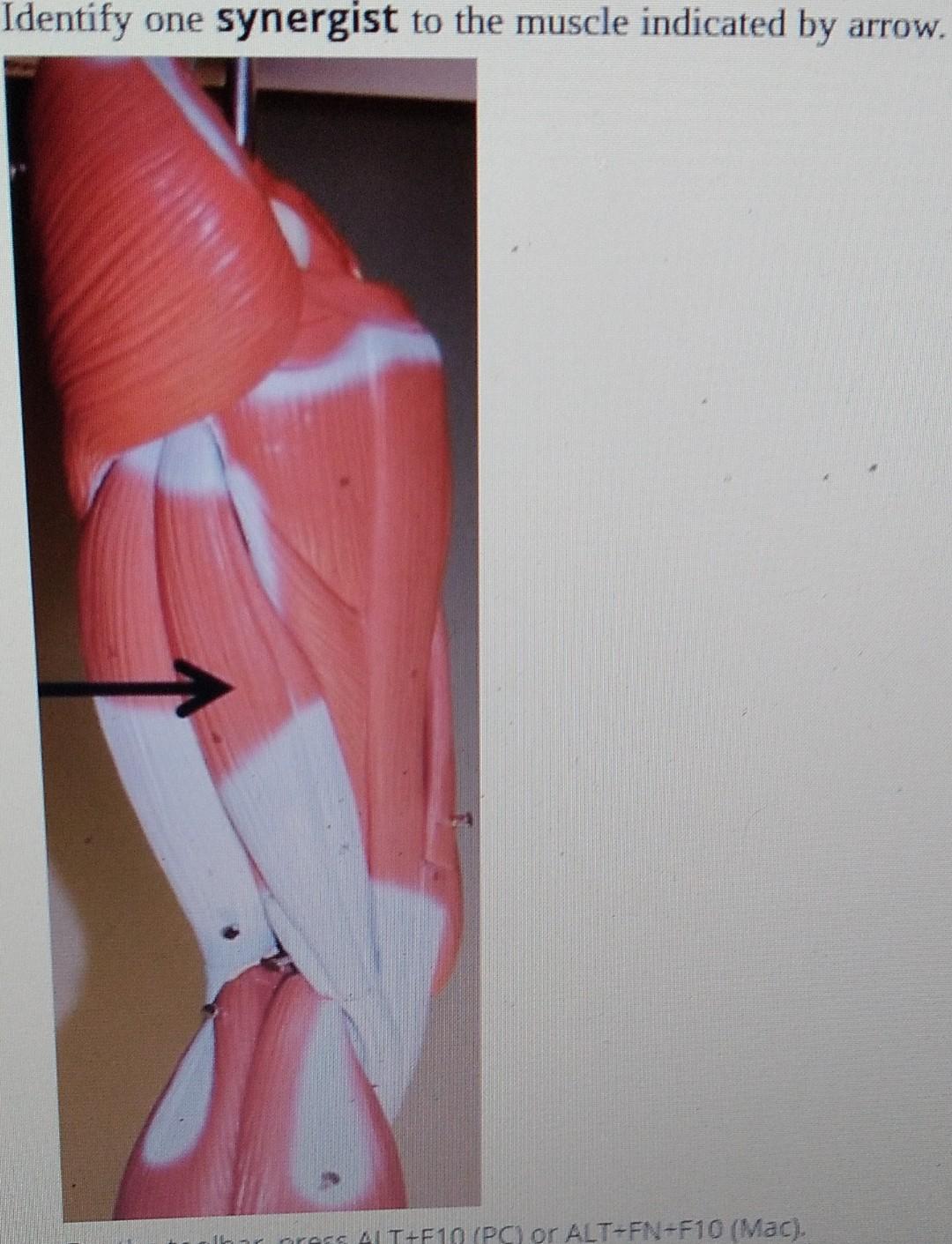 Solved Identify one synergist to the muscle indicated by | Chegg.com
