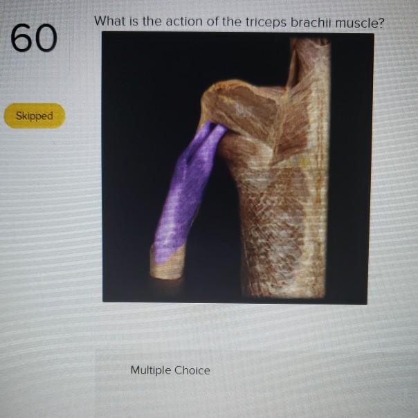 Solved What is the action of the triceps brachii muscle? 60 | Chegg.com