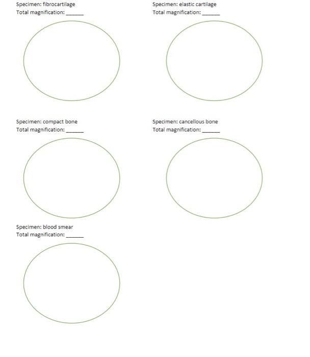 Solved Week 3 LABORATORY EXERCISE 8 CONNECTIVE TISSUE | Chegg.com
