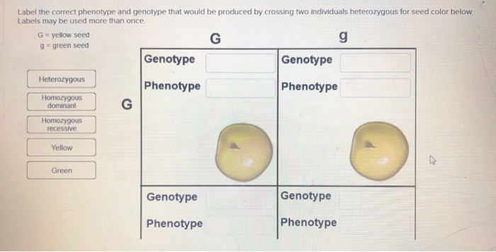 Solved Label the correct phenotype and genotype that would | Chegg.com
