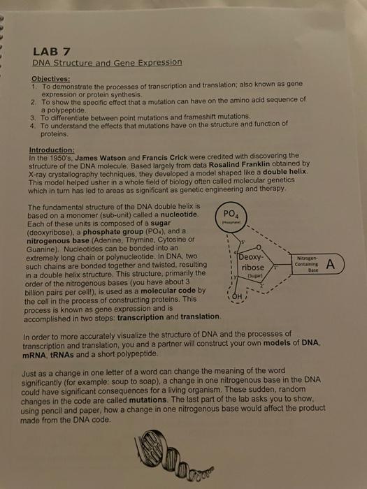 Solved LAB 7 DNA Structure and Gene Expression Oblectives: | Chegg.com